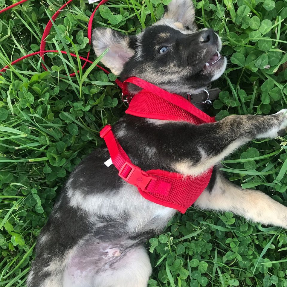 17 Norwegian Elkhound Mixes You Will Love