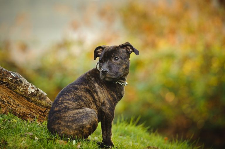 19 Fascinating Staffordshire Bull Terrier Colors