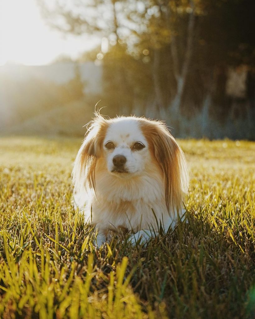 Meet Chilier Dog: The Art Of Crossbreeding