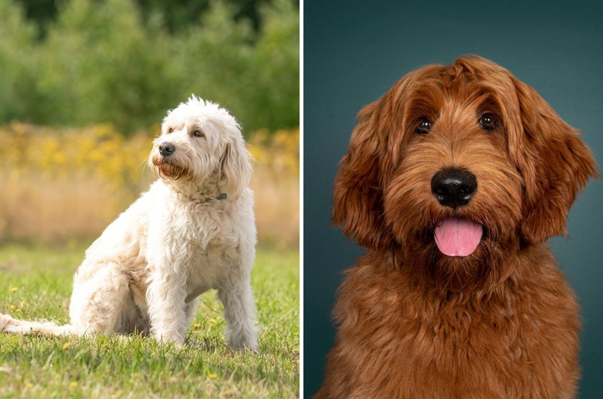 Ending The Cobberdog VS Labradoodle Confusion