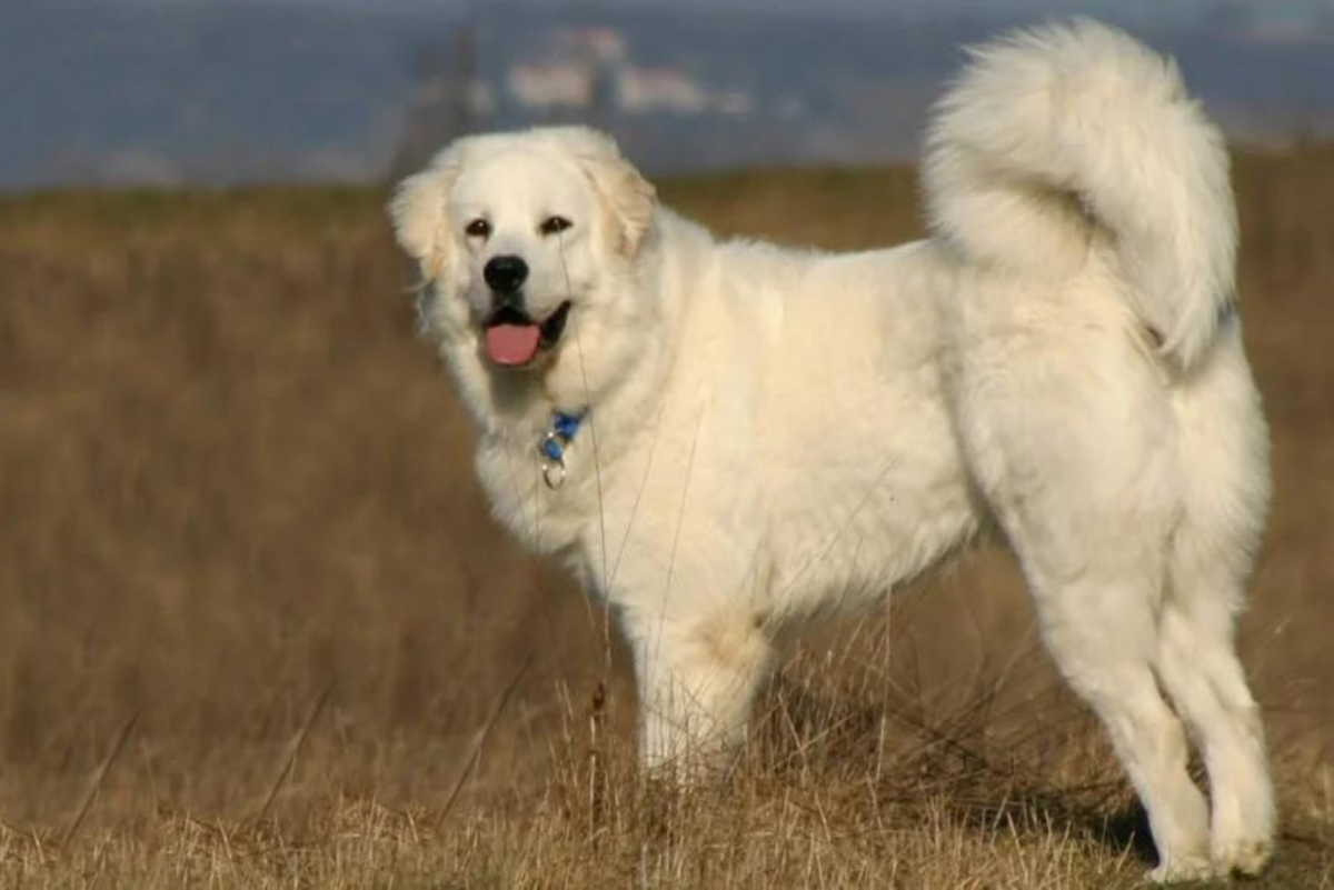 Colorado Mountain Dog - A True Coloradan Braveheart