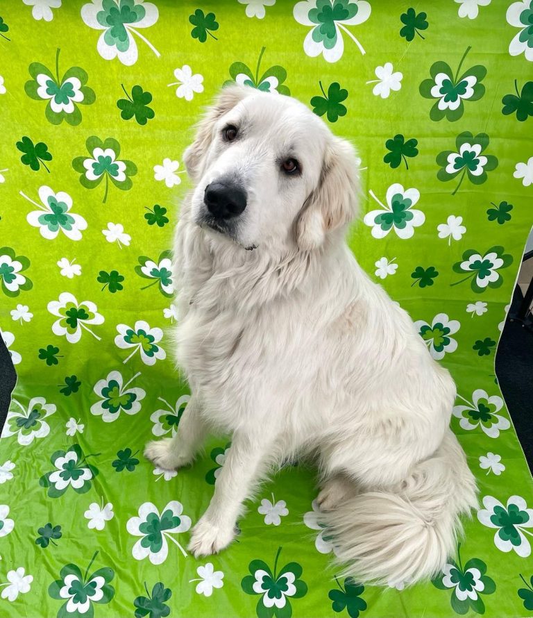 Colorado Mountain Dog - A True Coloradan Braveheart