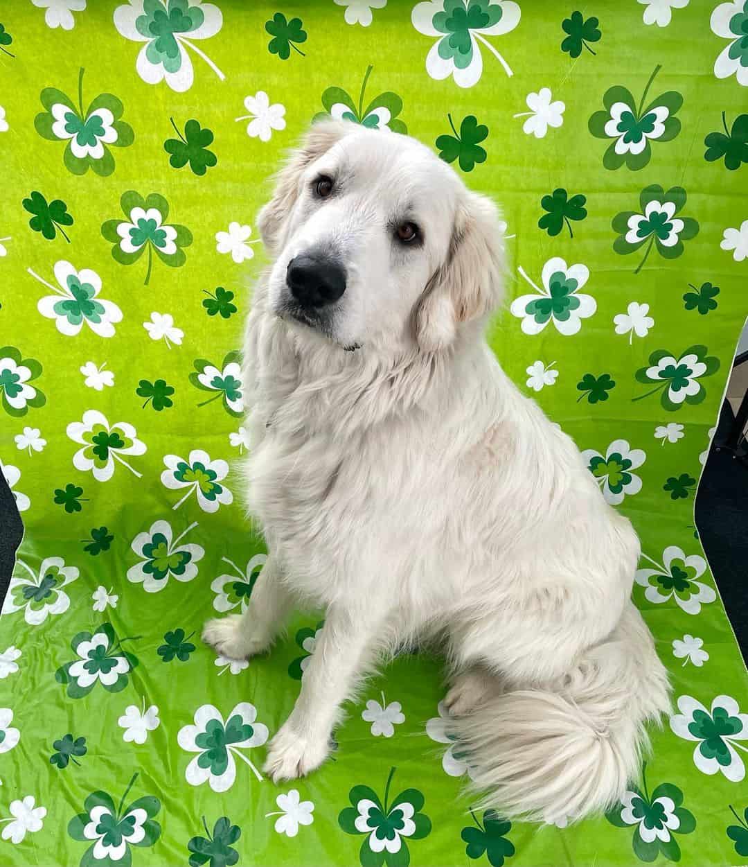 Colorado Mountain Dog A True Coloradan Braveheart