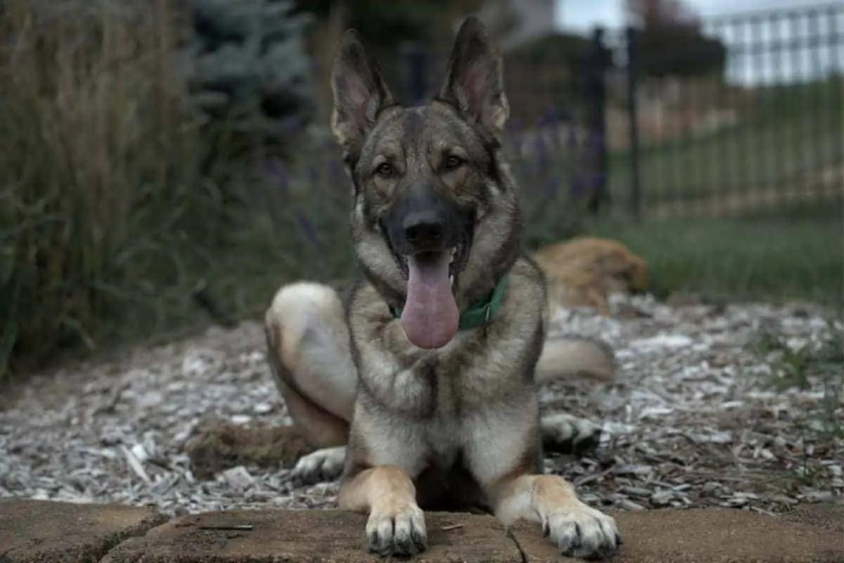 7 Types Of German Shepherds - All Variations In One Place