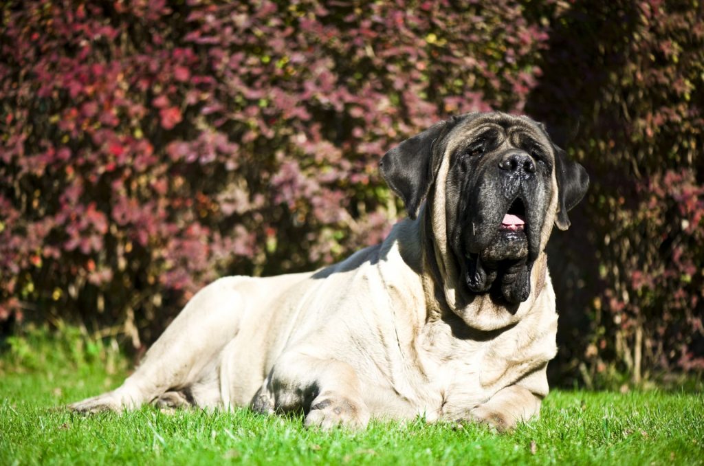 English Mastiff Growth Chart - How Big Do They Get?