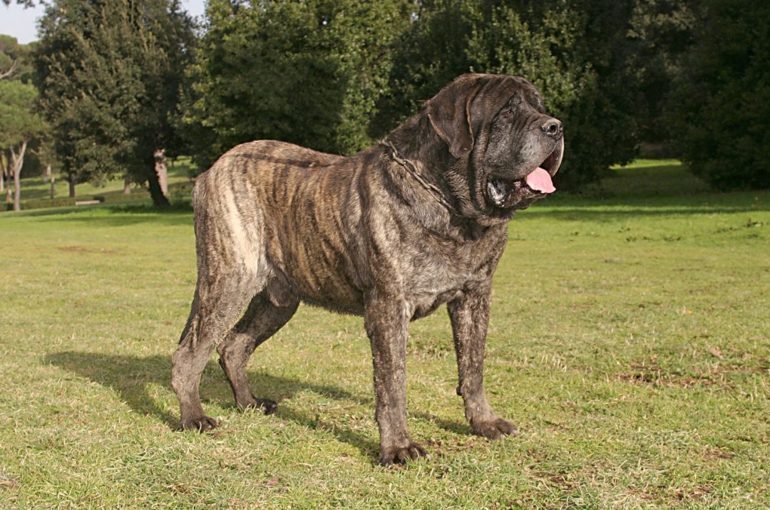 English Mastiff Growth Chart - How Big Do They Get?