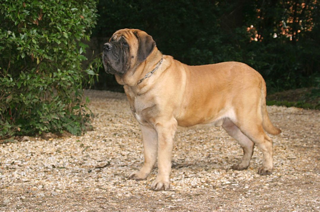 English Mastiff Growth Chart - How Big Do They Get?