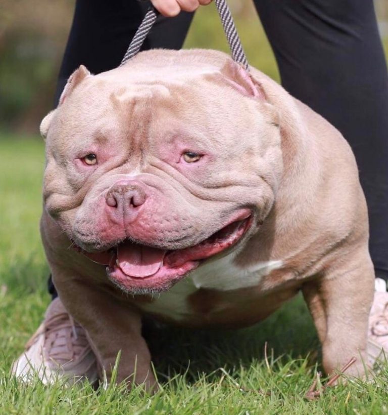 All The American Bully Types: Sizes, Bloodlines, And More