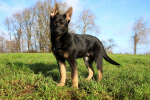 7 Types Of German Shepherds - All Variations In One Place
