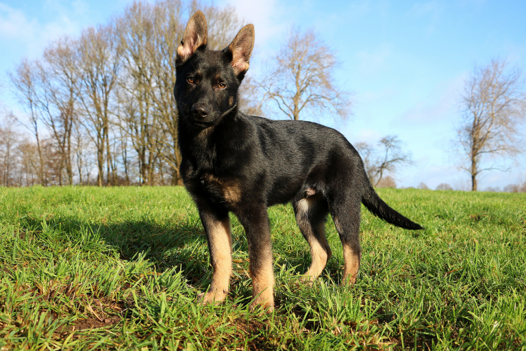 7 Types Of German Shepherds - All Variations In One Place