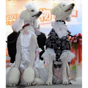 Giant Poodles Are Giant-Hearted Canines For All Family Types