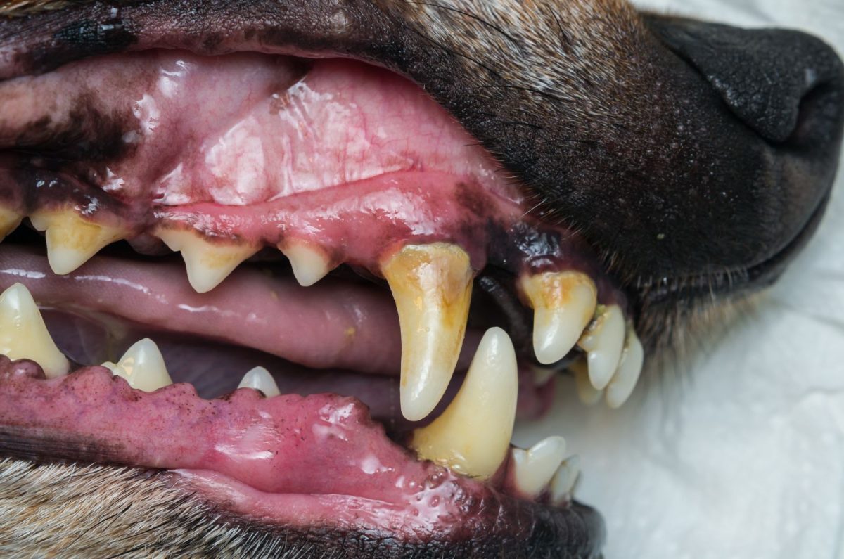 7 Reasons For Dog Black Gums That You Need To Know About