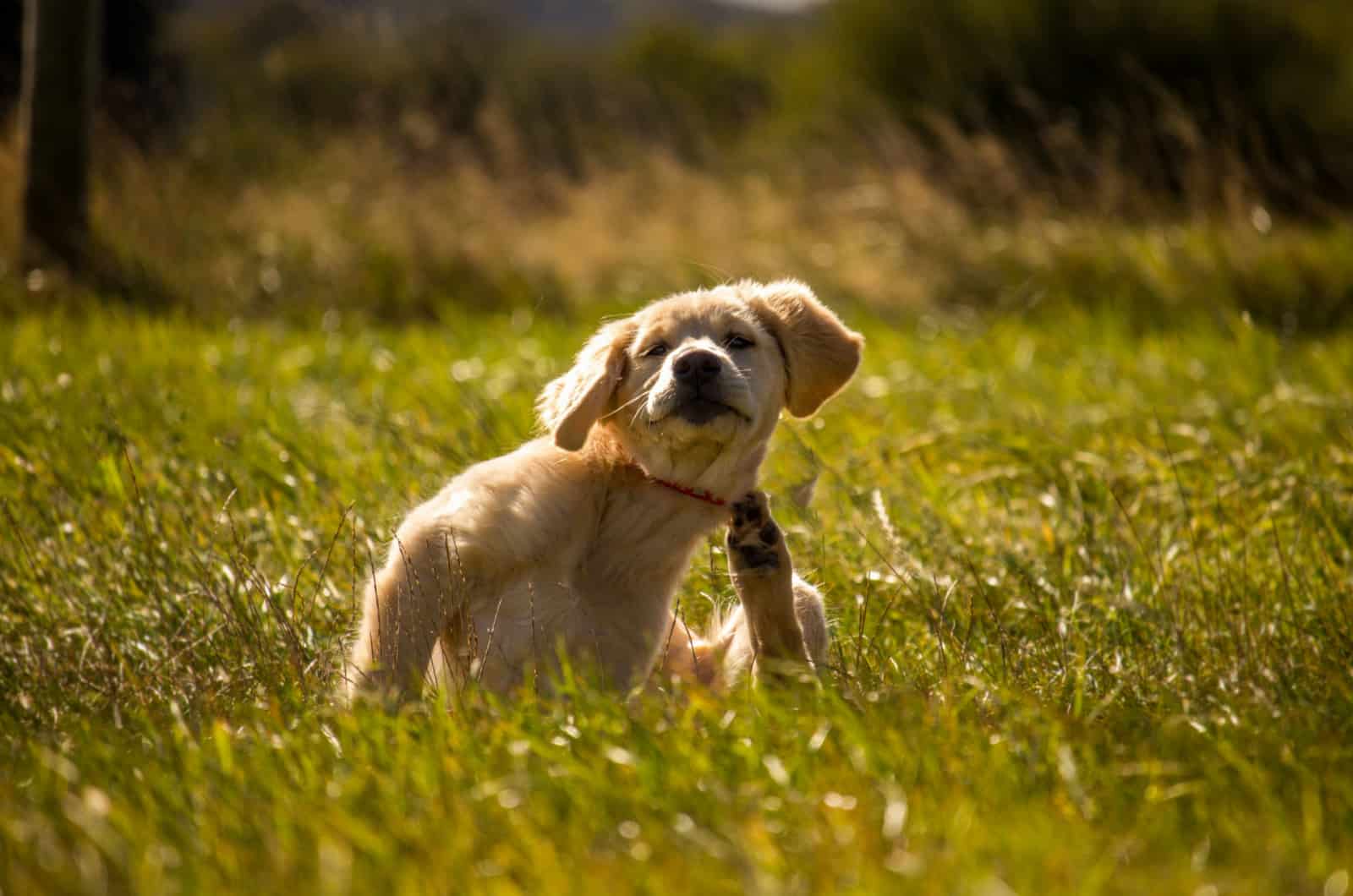 Are Crusty Scabs On Dogs Back Dangerous, And How Can We Help?