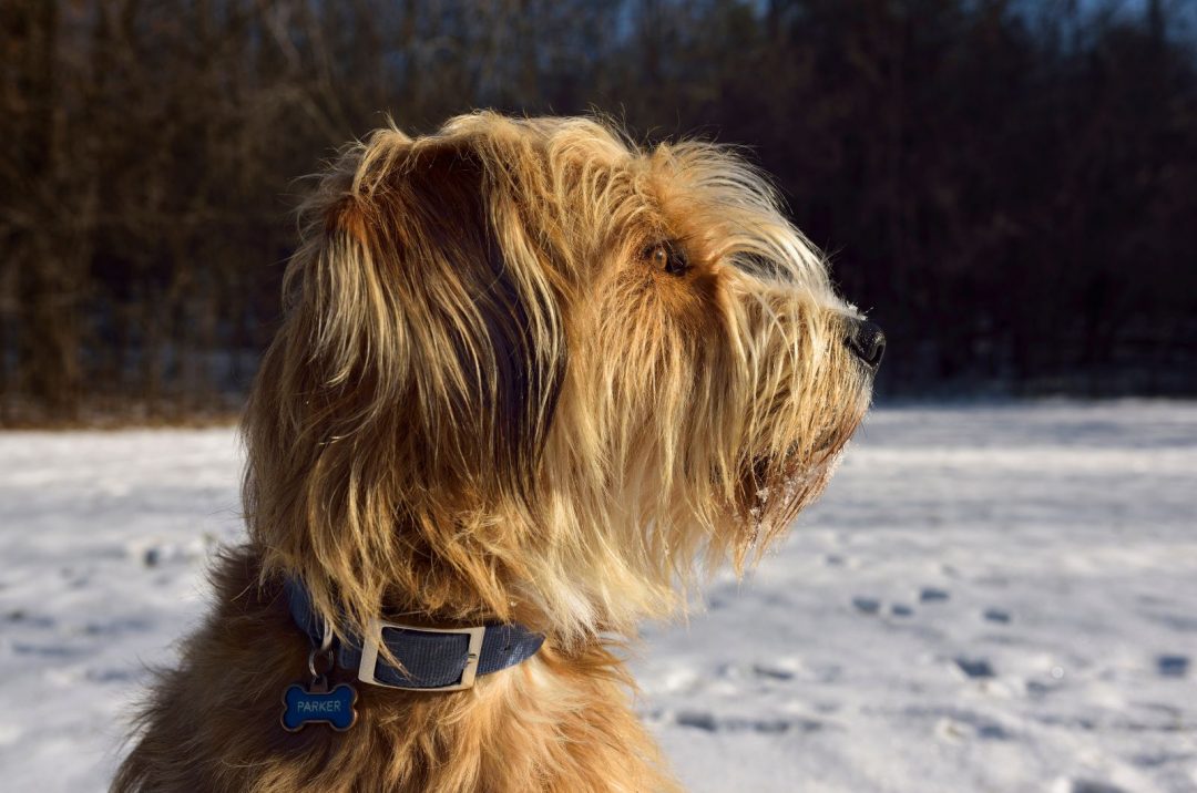 Is The Great Pyrenees Poodle Mix (the Pyredoodle) For You?