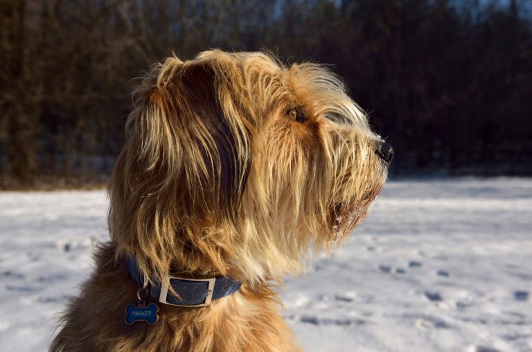 Is The Great Pyrenees Poodle Mix (the Pyredoodle) For You?