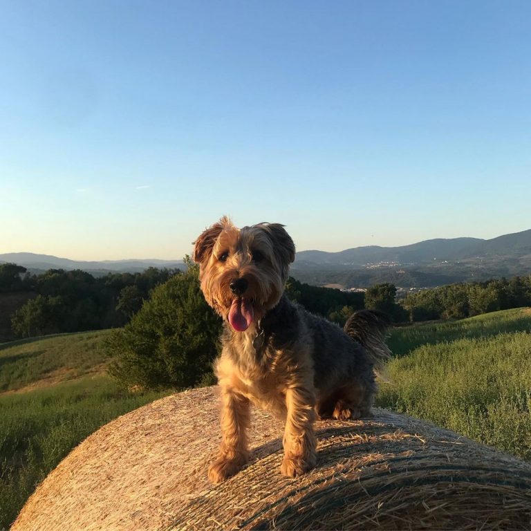 This Jack Russell Yorkie Mix Is The Hybrid You Need