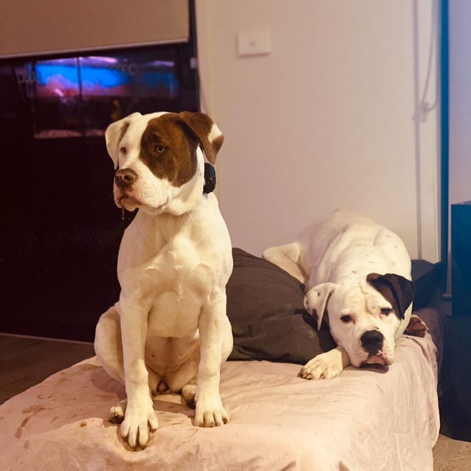 All The American Bully Types: Sizes, Bloodlines, And More