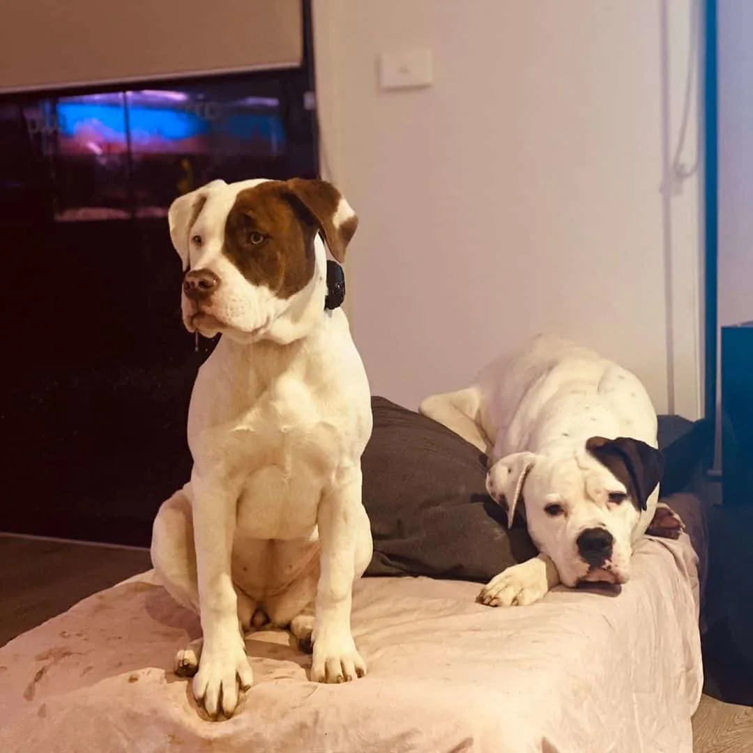 All The American Bully Types: Sizes, Bloodlines, And More