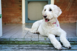 7 Labradoodle Haircuts You Won’t Be Able To Resist
