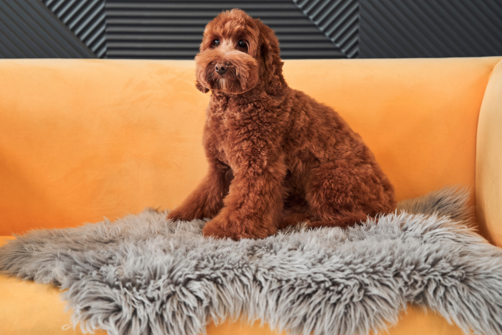 7 Labradoodle Haircuts You Won’t Be Able To Resist