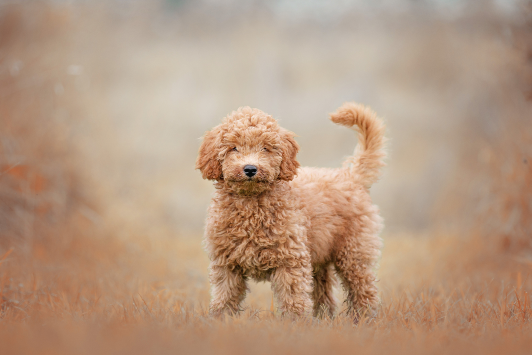7 Labradoodle Haircuts You Won’t Be Able To Resist
