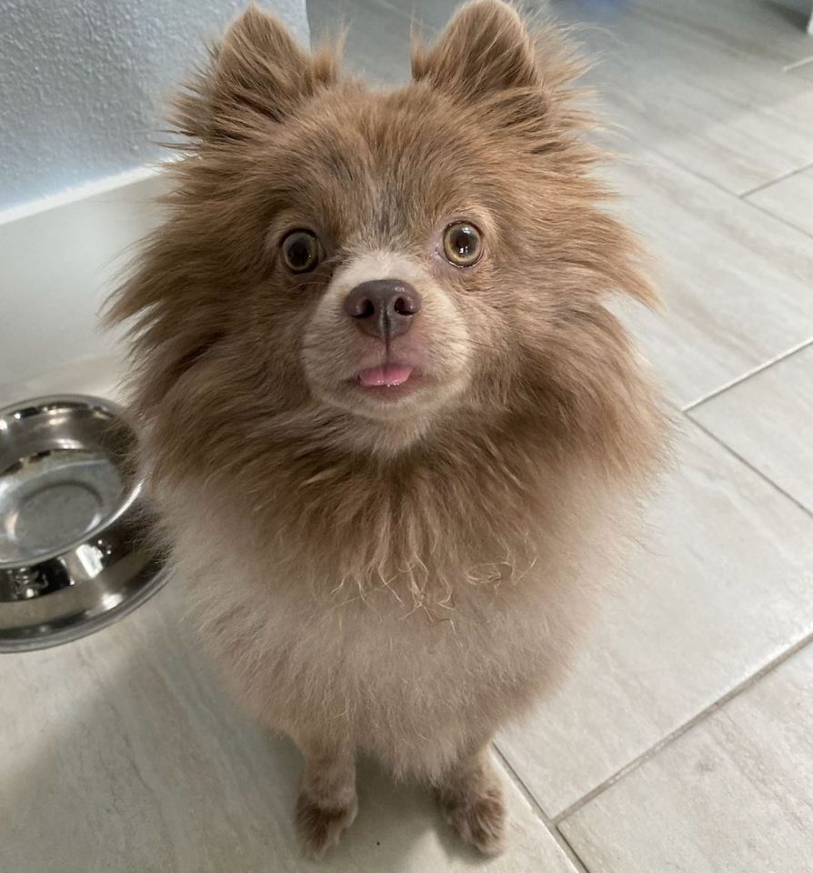 Is Lavender Pomeranian A Real Deal?