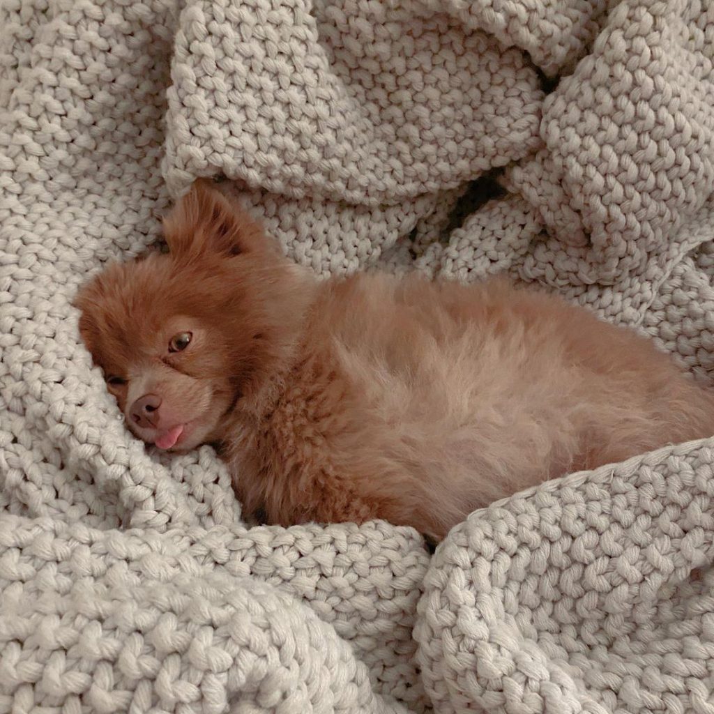 Is Lavender Pomeranian A Real Deal?