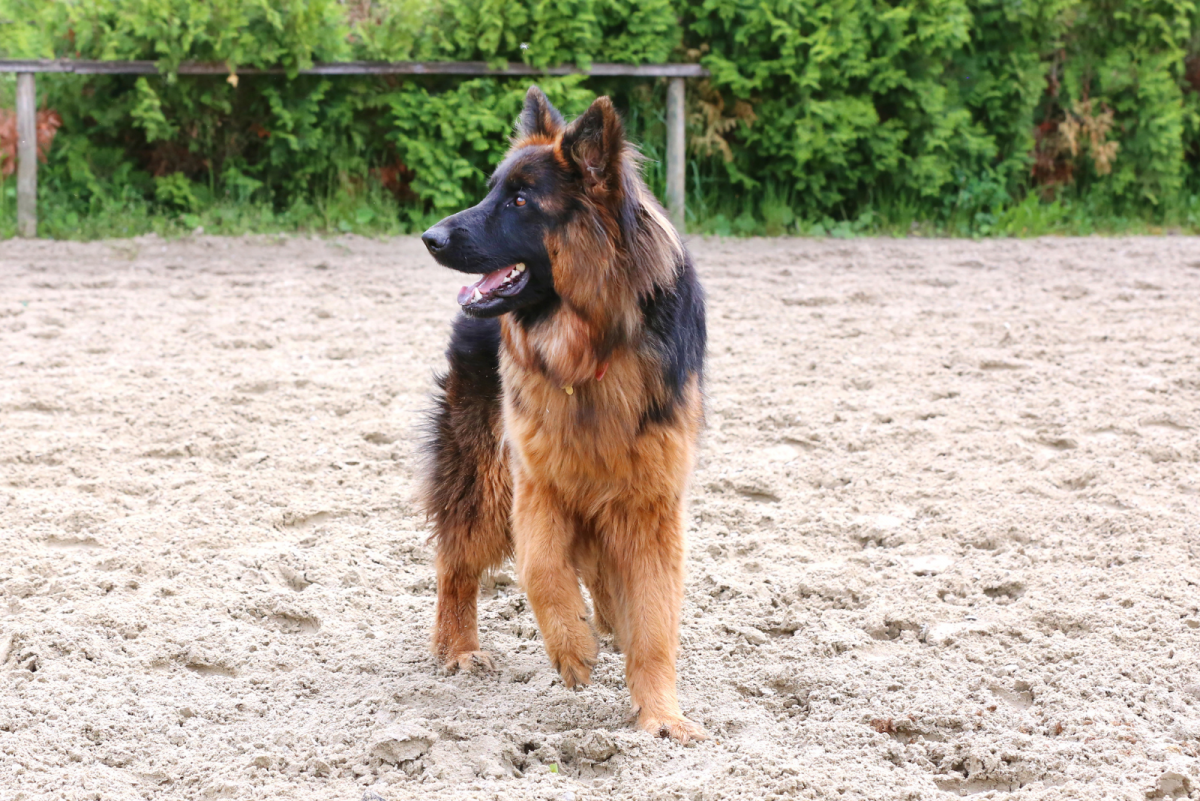 7 Types Of German Shepherds - All Variations In One Place