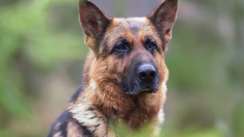 Meet A Short Haired German Shepherd
