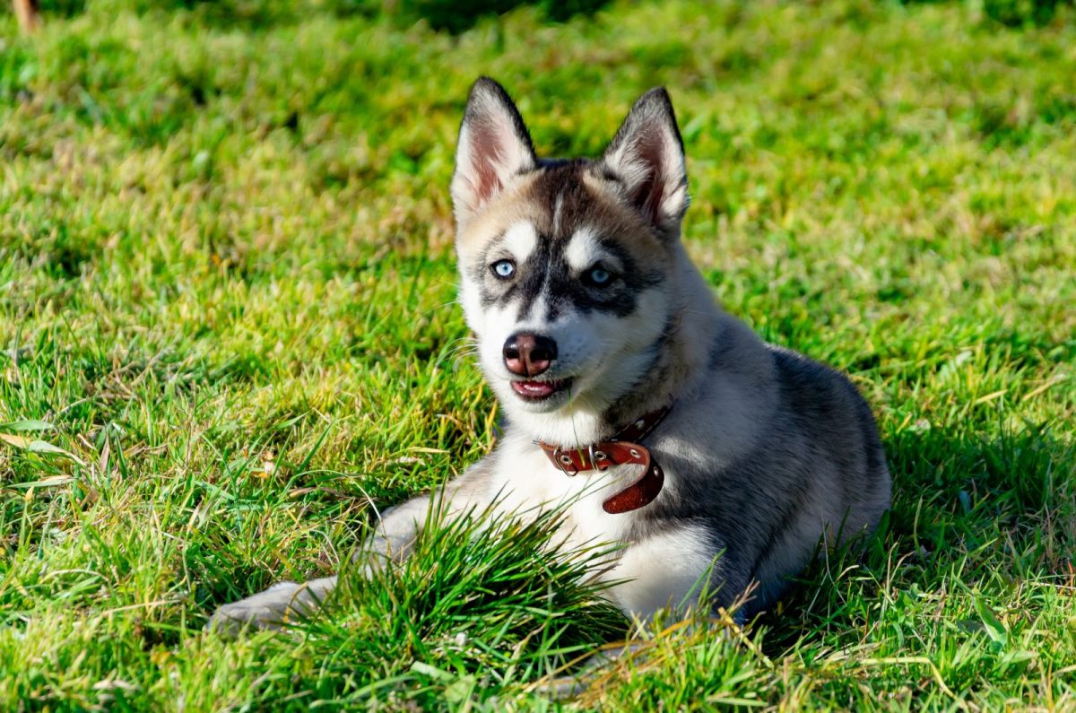 25 Different Types Of Huskies That Will Blow You Away