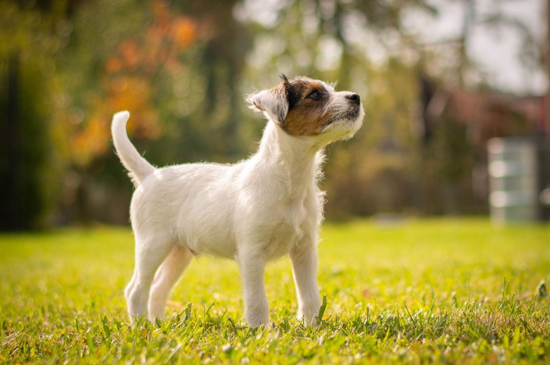 10 Most Reputable Parson Russell Terrier Breeders In The USA