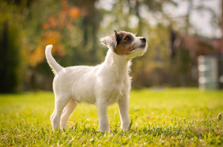 10 Most Reputable Parson Russell Terrier Breeders In The USA