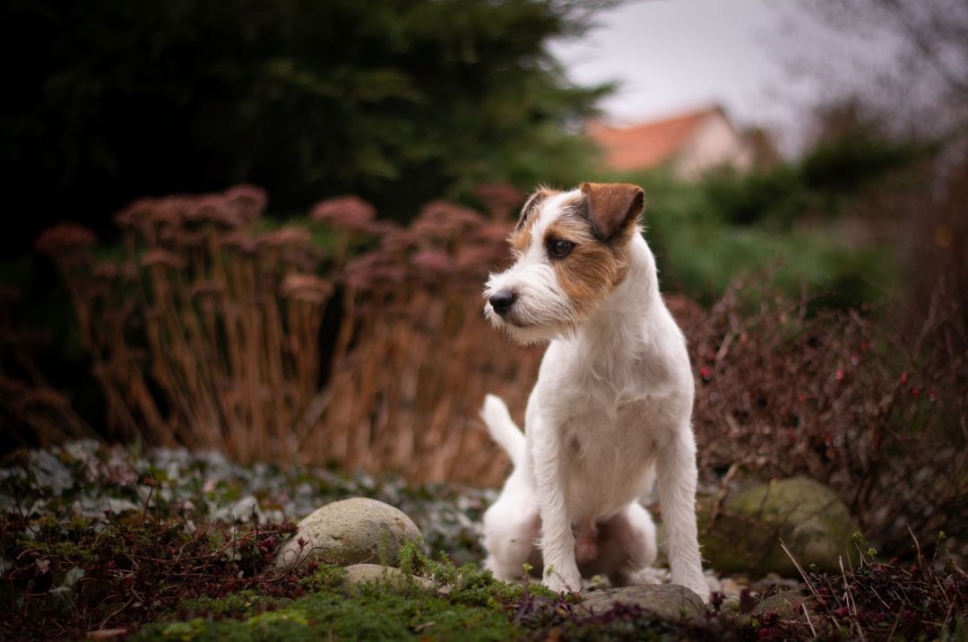 10 Most Reputable Parson Russell Terrier Breeders In The USA
