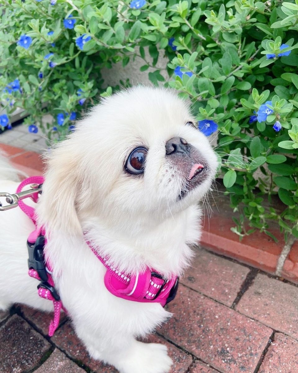 Pekingese Shih Tzu Mix: A Breed You Have To Explore