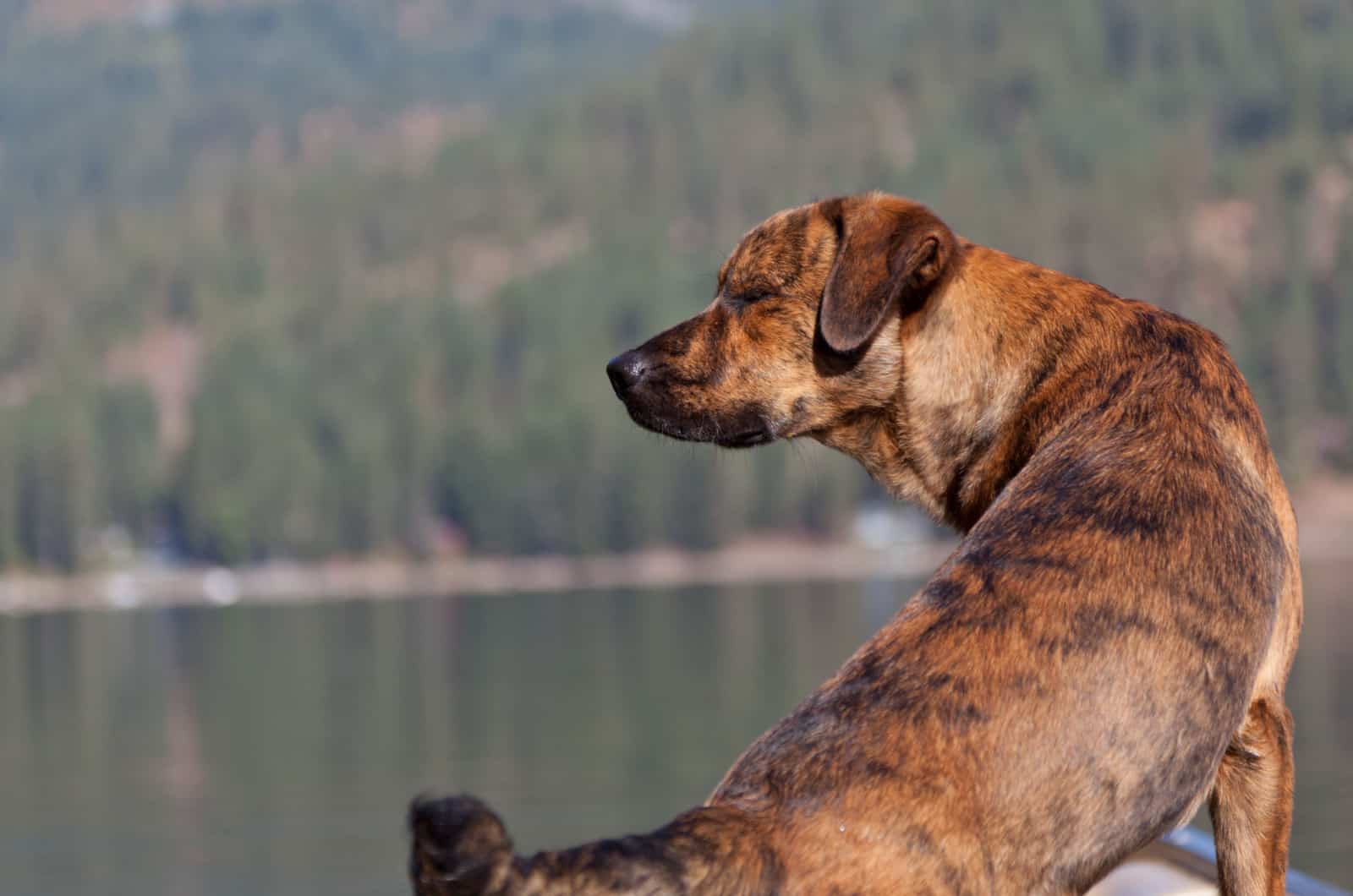 A Guide To The Unique Plott Hound Pitbull Mix