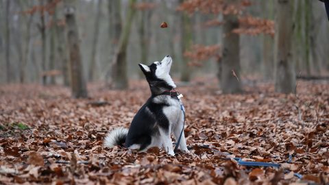 Pomsky Growth Chart: The Definitive Pomsky Size Guide