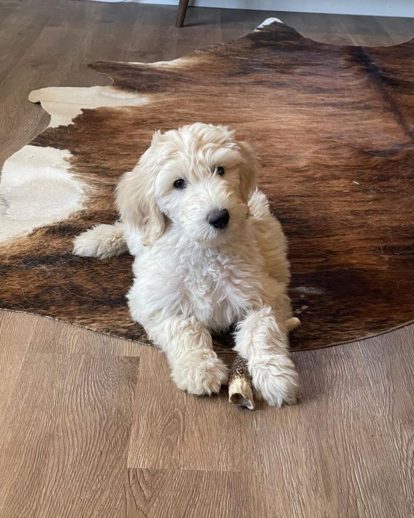 Is The Great Pyrenees Poodle Mix (the Pyredoodle) For You?