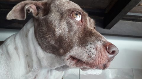 7 Reasons For Dog Side Eye And Dogs That Have Perfected It