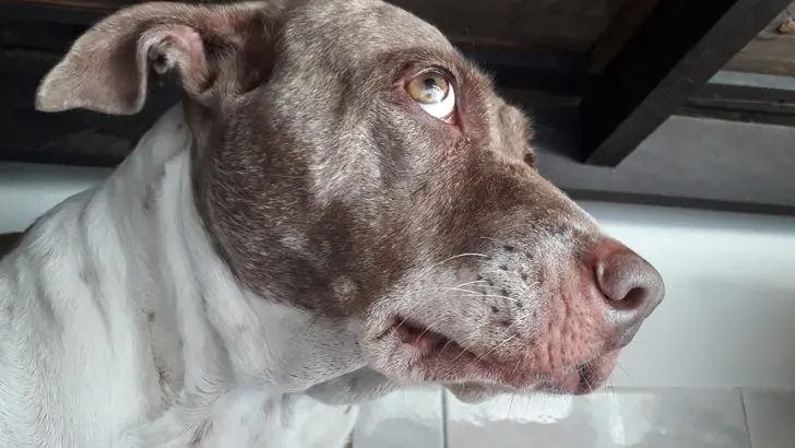What Causes A Lazy Eye In Dogs