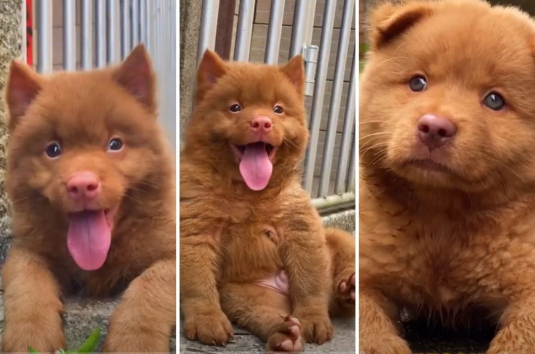 Red Cantonese Bear Dog: Does It Exist Or Is It A Hoax?