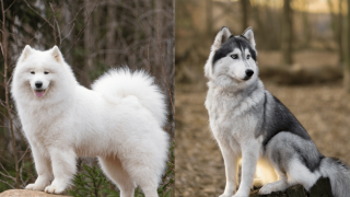 Samoyed Husky Mix: A Hybrid To Fall For