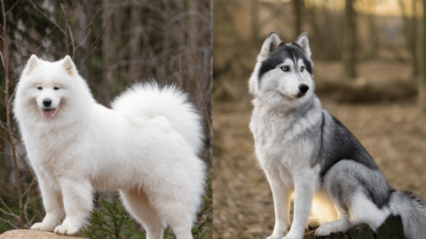 Samoyed Husky Mix: A Hybrid To Fall For