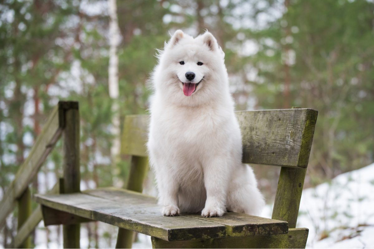 5 Samoyed Breeders In The UK: Best Sammies Of The Kingdom