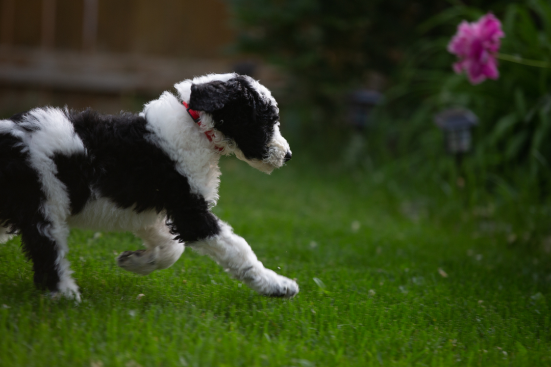 11 Best Sheepadoodle Breeders In Ontario