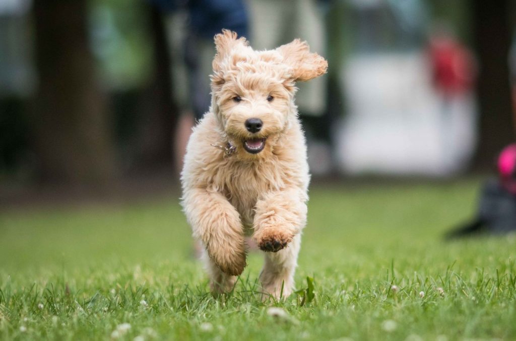 The Ultimate Guide To Straight Hair Labradoodles
