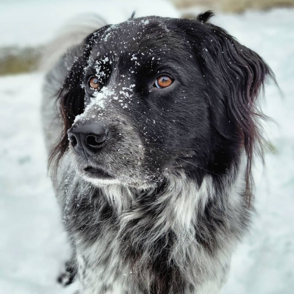 Is A Great Pyrenees Australian Shepherd Mix A Thing?