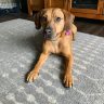 What Is The Black Mouth Cur Pit Mix? A Crossbreed Guide