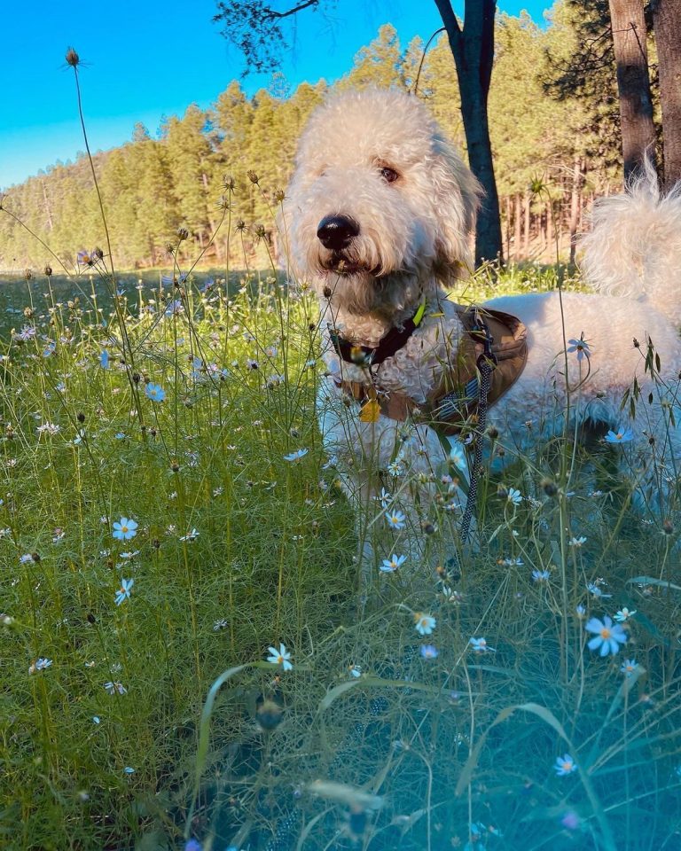 Is The Great Pyrenees Poodle Mix (the Pyredoodle) For You?