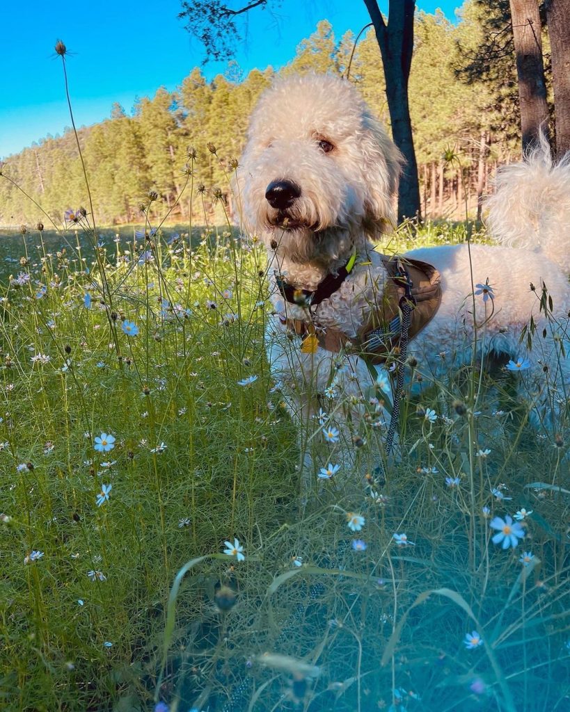 Is The Great Pyrenees Poodle Mix (the Pyredoodle) For You?