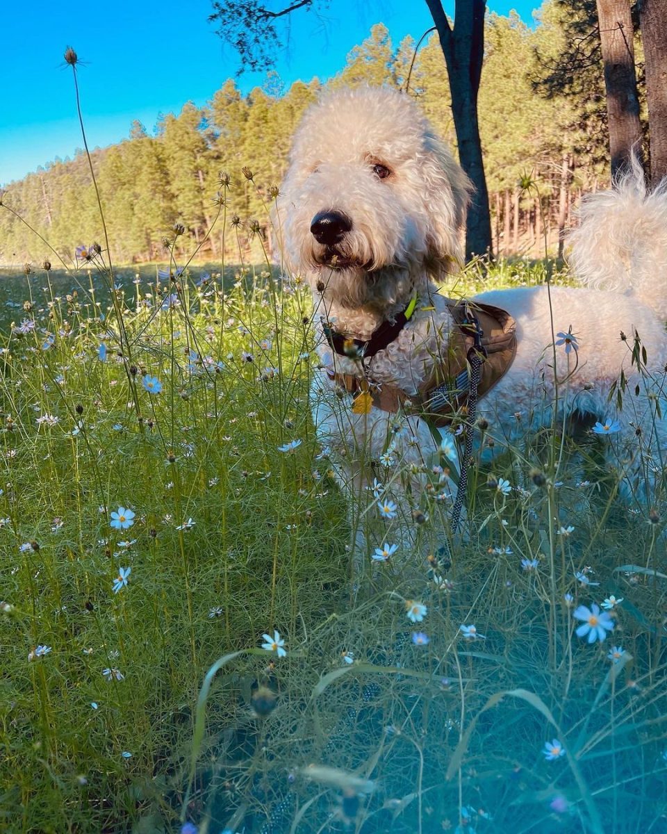Is The Great Pyrenees Poodle Mix (the Pyredoodle) For You?